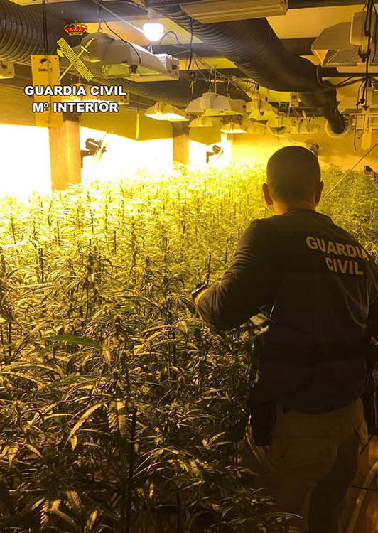 La Guardia Civil ha desmantelado 3 plantaciones “indoor” en las localidades de Trijueque, El ...