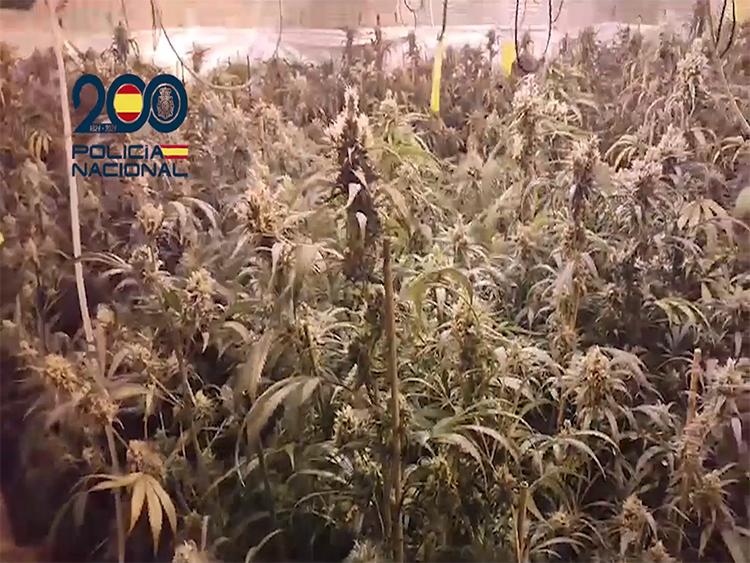 La Policía Nacional libera a tres víctimas de trata en dos plantaciones de marihuana en Colmenar ...